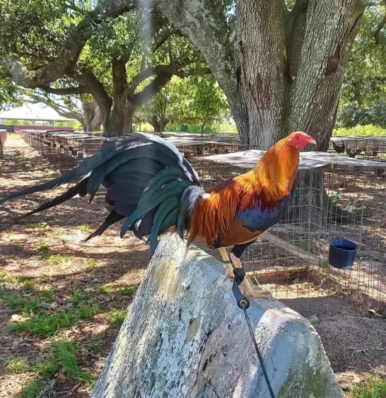 Larry Romero raptor Sweater $700 – Green Jean Farms